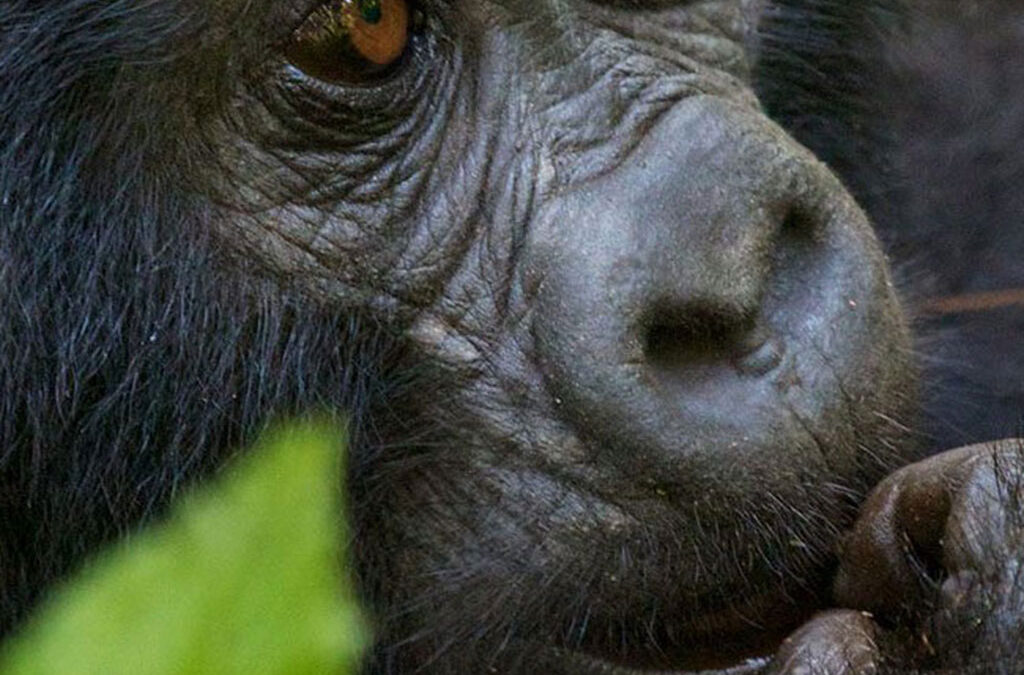 Gorilla Trekking in Uganda | Experiya Tour Company