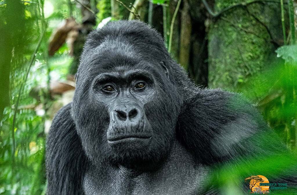 Restrictions to Gorilla Trekking in Uganda and Rwanda - Experiya Tour ...