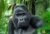 Restrictions to Gorilla Trekking in Uganda and Rwanda - Experiya Tour ...