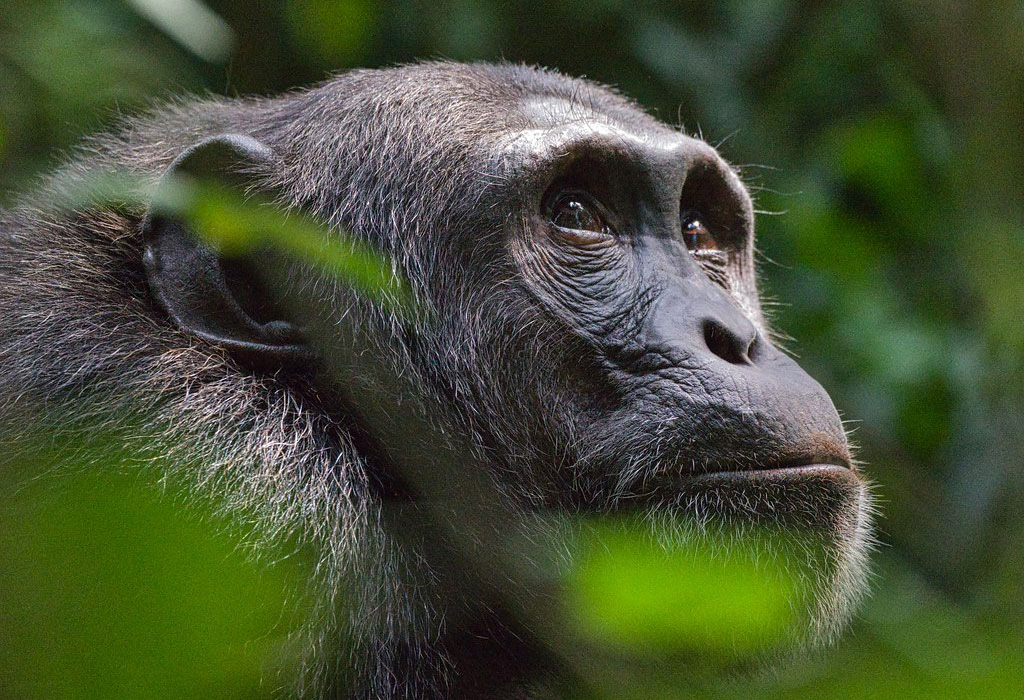 Why Uganda Is More Affordable Than Rwanda