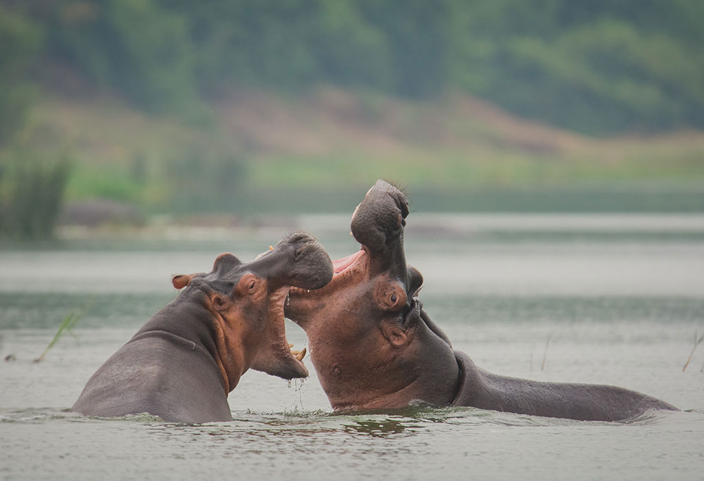 Why Uganda Is More Affordable Than Rwanda