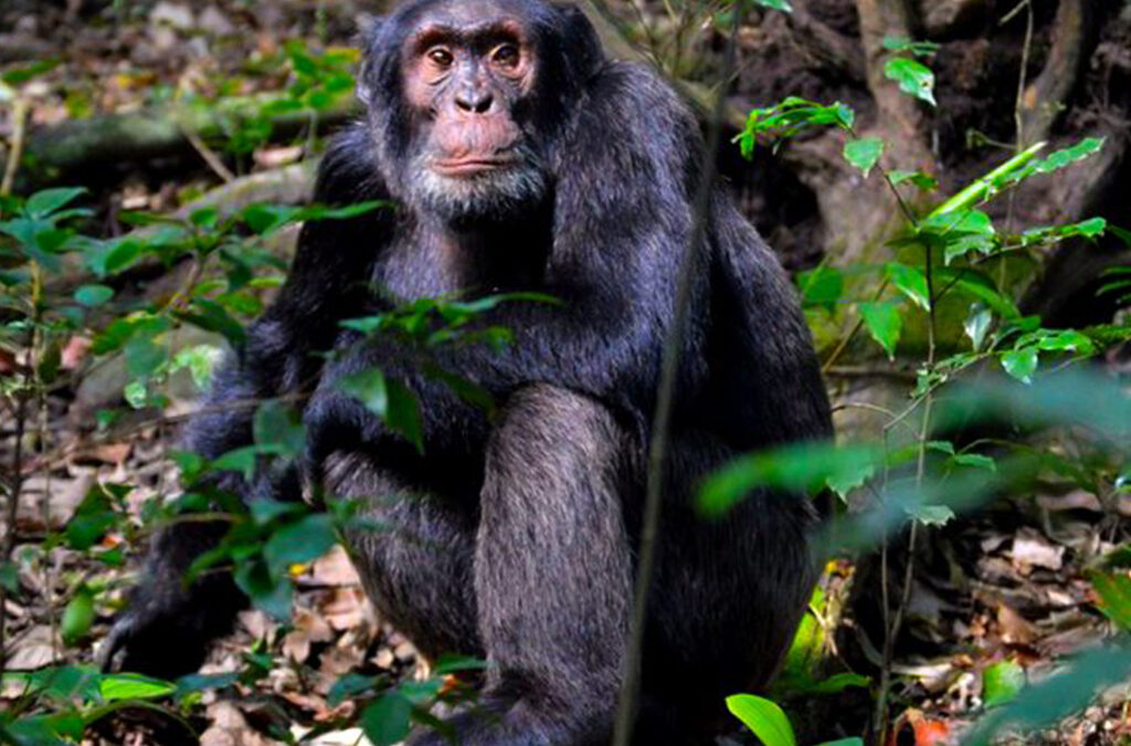 Chimpanzee Trekking in Uganda and Rwanda Which Is Better? - Experiya ...