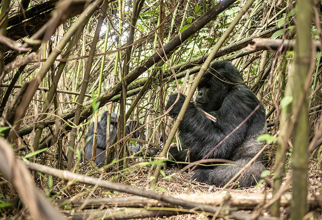 Activities to Do in Volcanoes National Park, Rwanda
