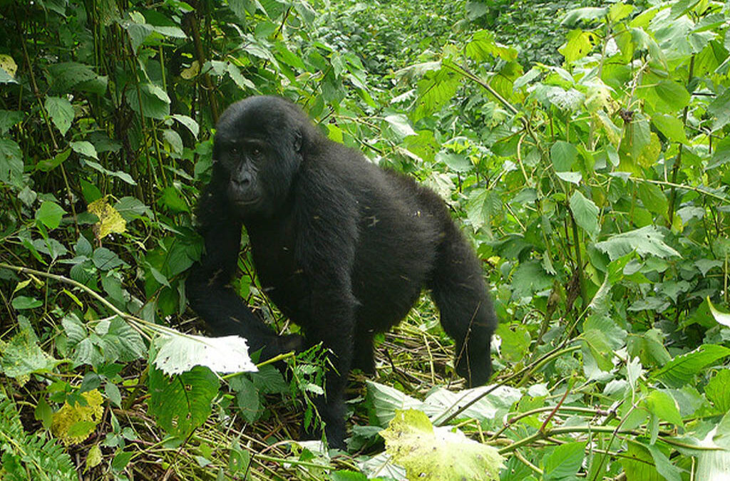 3 Days Gorilla Trekking in Volcanoes National Park - Experiya Tour Company
