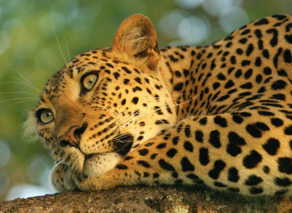 Where Can I See the Big Five in Rwanda? - Experiya Tour Company